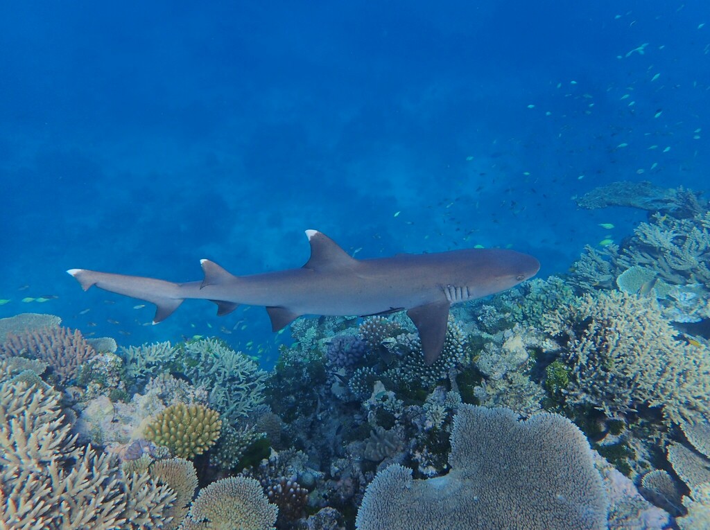Whitetip Reef Shark from Hinchinbrook, QLD, Australia on October 30 ...