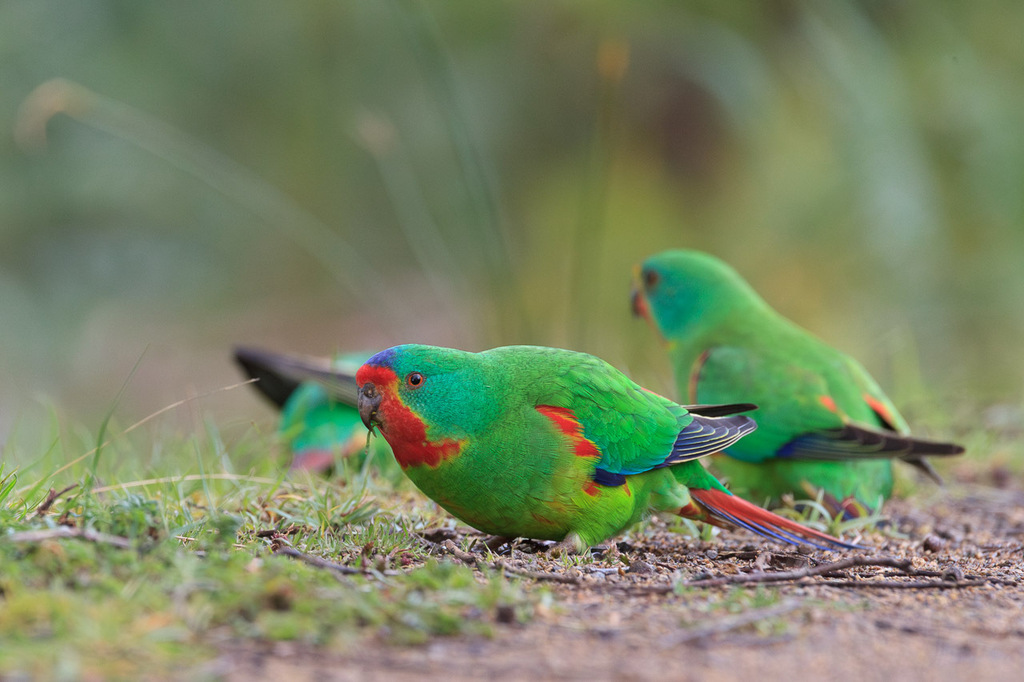 Swift Parrot (Cedar Creek) · iNaturalist