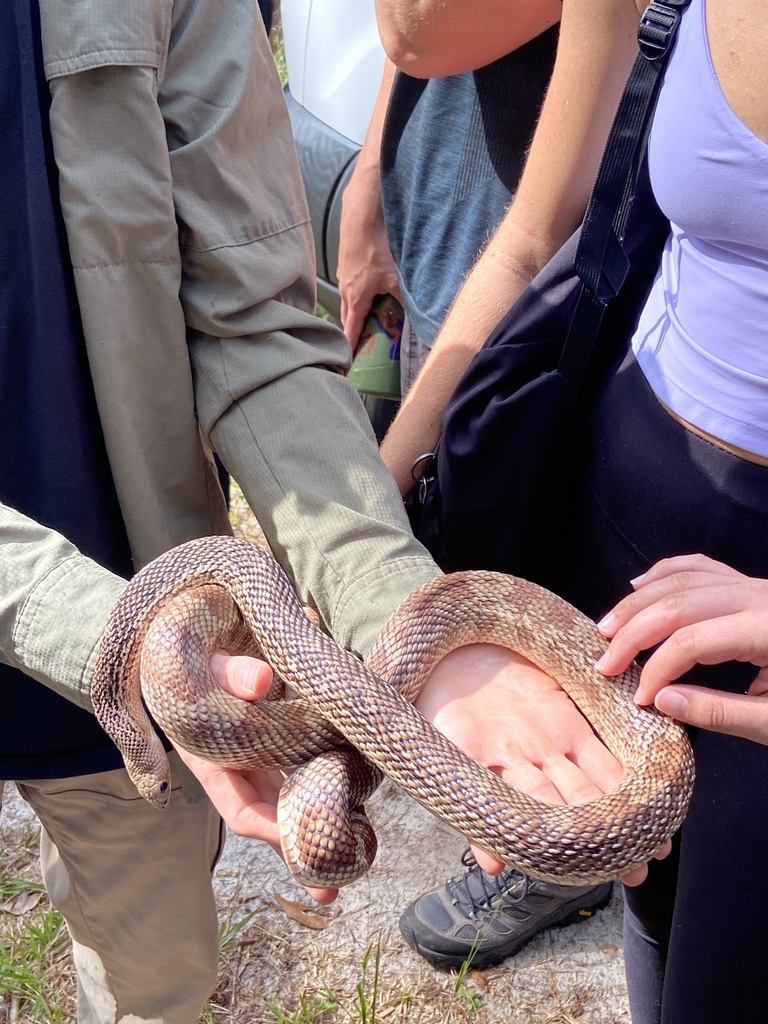 Florida Pine Snake in October 2023 by slp19 · iNaturalist