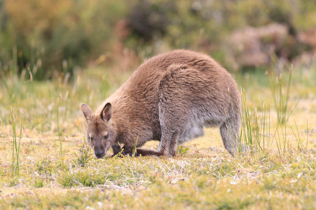 Bennett's Wallaby from South Bruny TAS 7150, Australia on October 30, 2023 at 02:41 PM by David ...