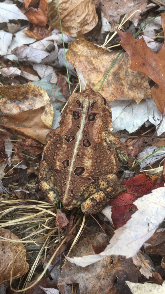 American Toad from Montgomery County, MD, USA on October 30, 2023 at 05 ...