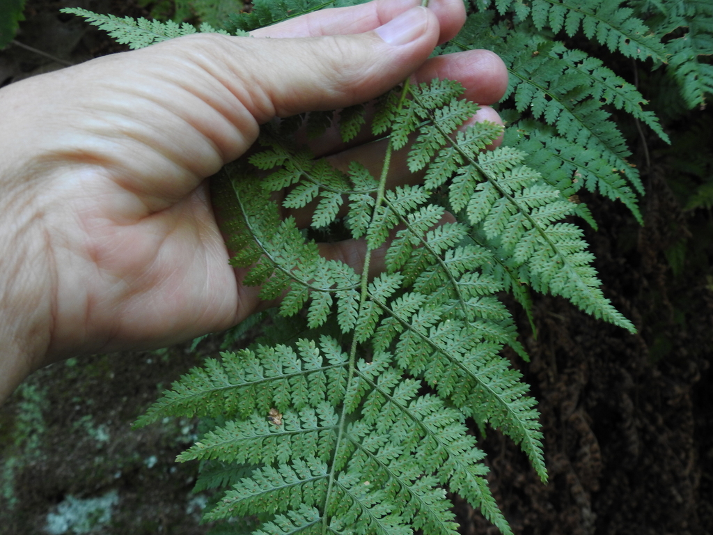intermediate wood fern from Ste. Genevieve County, MO, USA on August 14 ...