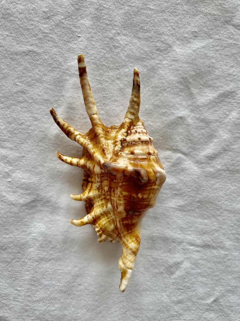 Common Spider Conch from Philippine Sea, Jomalig, Quezon, PH on October ...