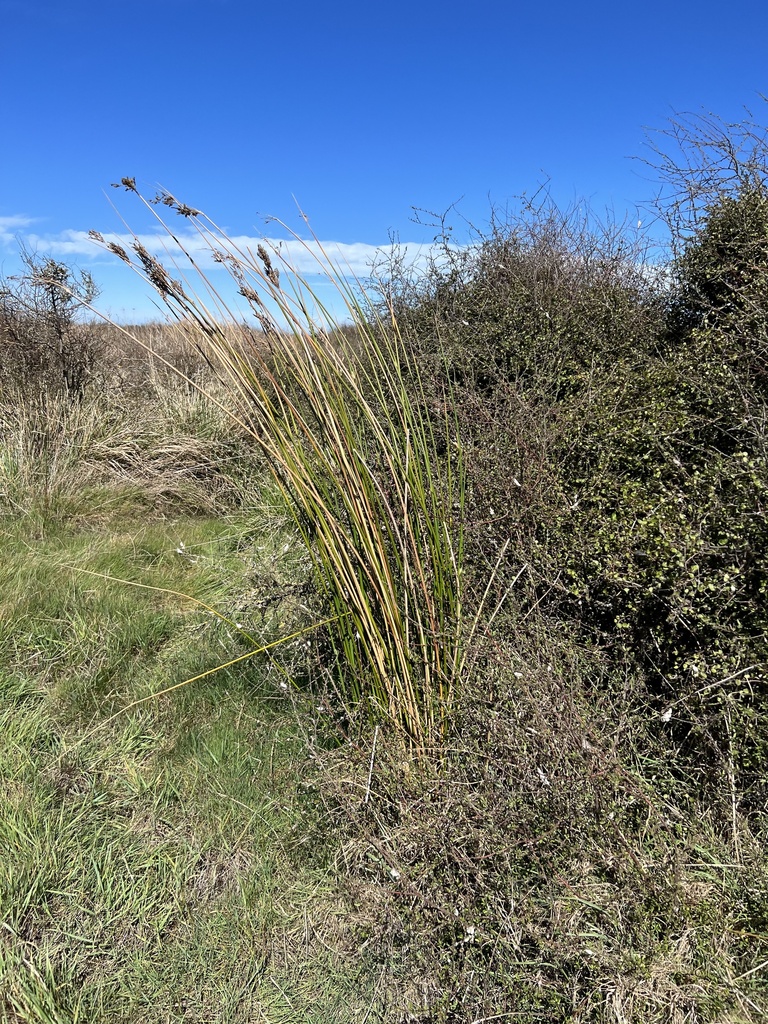 Great Soft-rush from Te Waipounamu/South Island, Little River ...