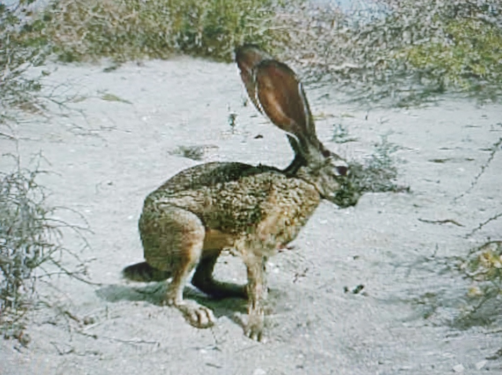 Black-tailed Jackrabbit from San Basilio, B.C.S., México on March 28 ...