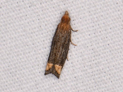 Suleima mendaciana · iNaturalist