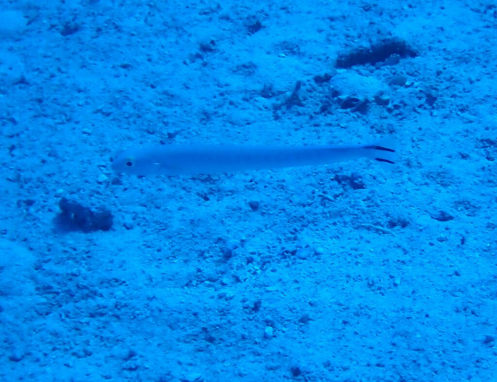 Flagtail Blanquillo from Ägypten on October 24, 2023 at 07:47 AM by ...