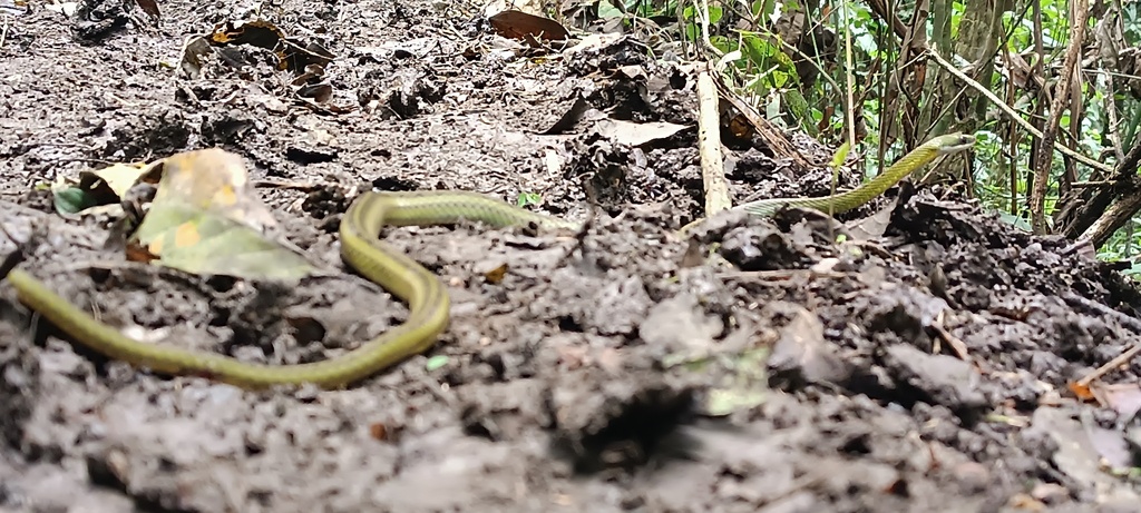 Günther's Forest Racer from Barcelona, Ecuador on October 18, 2023 at ...