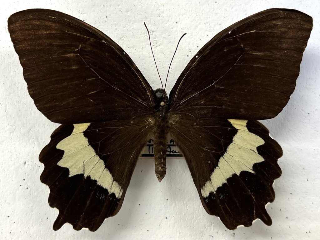 Papilio heringi from Halmahera, Halmahera Timur, North Maluku, ID on ...
