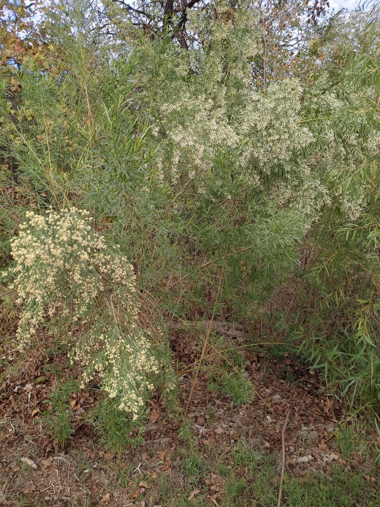 Poverty Weed from Lantana, TX 76226, USA on October 30, 2023 at 05:19 ...