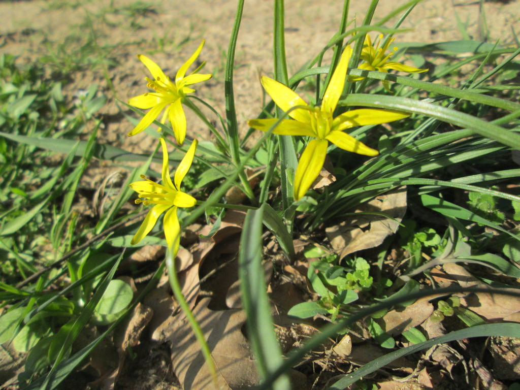 Meadow Gagea (Gagea pratensis) - Botanical Realm