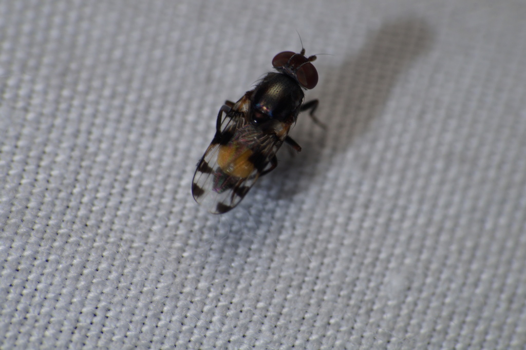 Cornsilk Flies in October 2023 by Lucas Garriga · iNaturalist