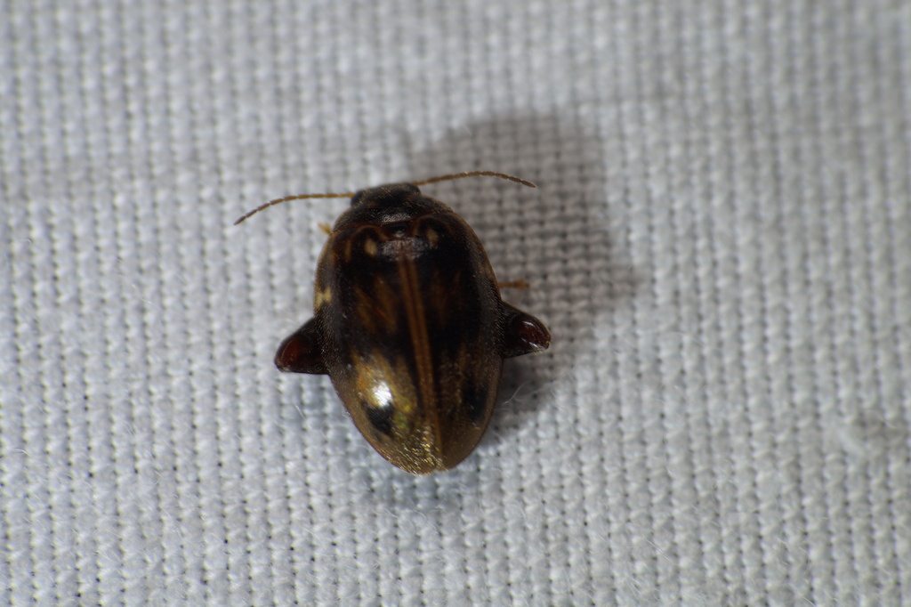 Texas Flea Marsh Beetle in October 2023 by Lucas Garriga · iNaturalist