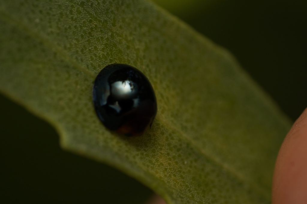 Metallic Blue Lady Beetle from Curry Hammock State Park, FL 33050, USA ...
