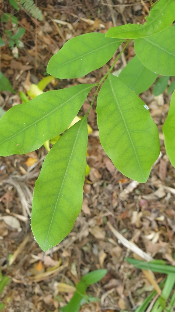 Guioa in October 2023 by Peta · iNaturalist