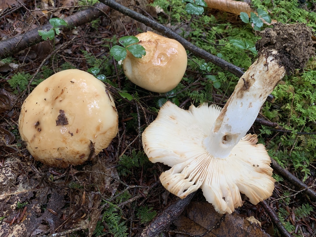 brittlegills from Camden, NY, US on October 30, 2023 at 02:00 PM by ...