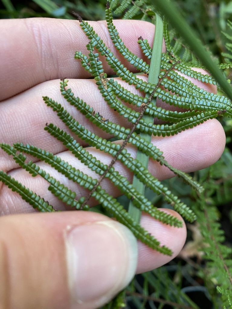 scrambling coral-fern from Nowra Rd, Fitzroy Falls, NSW, AU on October ...