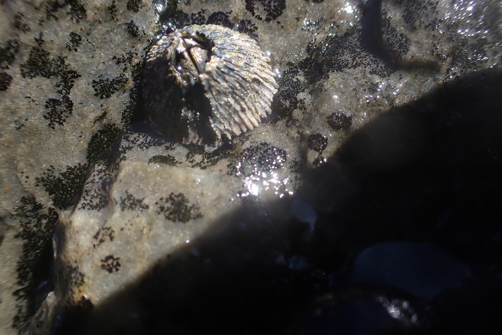 Grey Volcano Barnacle from Overberg, ZA-WC, ZA on October 17, 2023 at ...