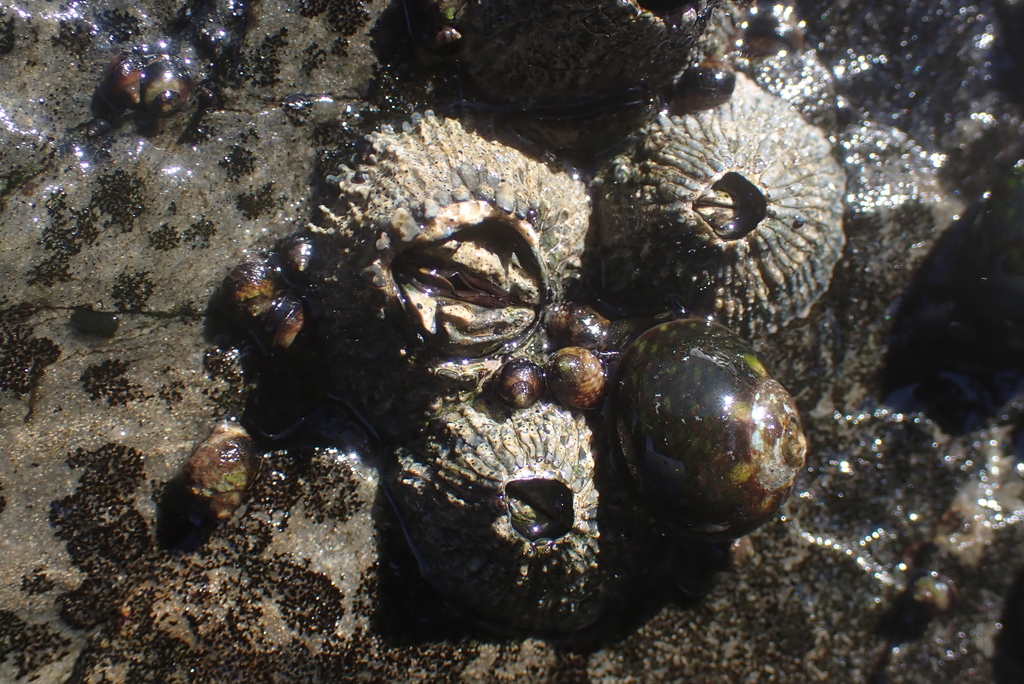 Grey Volcano Barnacle from Overberg, ZA-WC, ZA on October 17, 2023 at ...