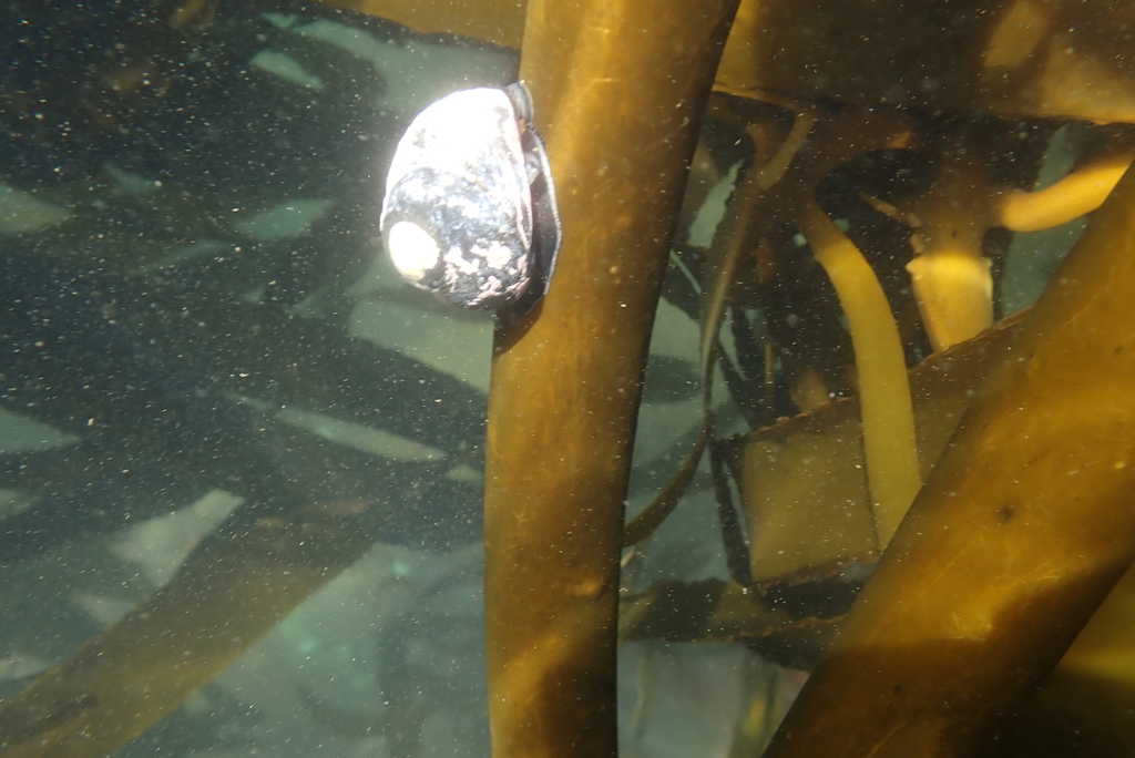 Oxystele from Overberg, ZA-WC, ZA on October 17, 2023 at 01:48 PM by Valentin Moser · iNaturalist