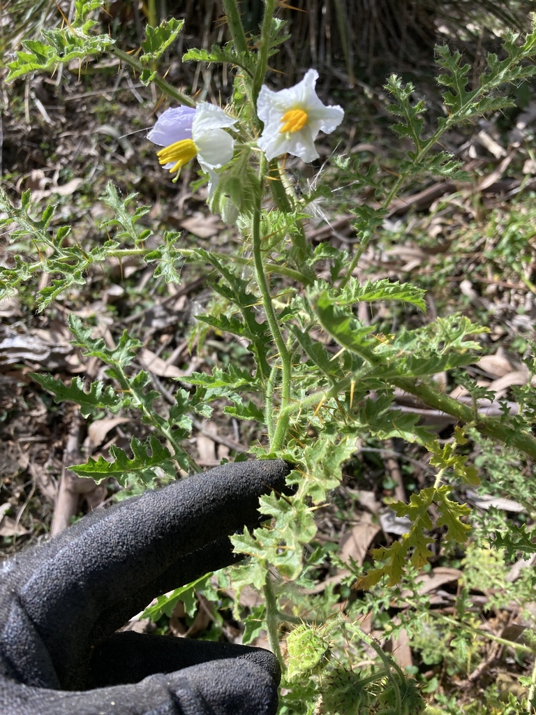 dicots from Scribbly Tk, Maraylya, NSW, AU on October 31, 2023 at 09:49 ...