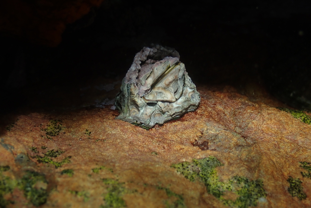 Eightshell Barnacle from Overberg, ZA-WC, ZA on October 17, 2023 at 02: ...