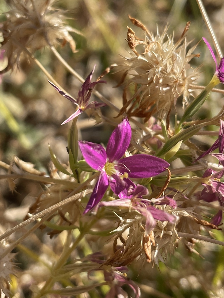 spring-loving centaury in October 2023 by Preston Ernest · iNaturalist