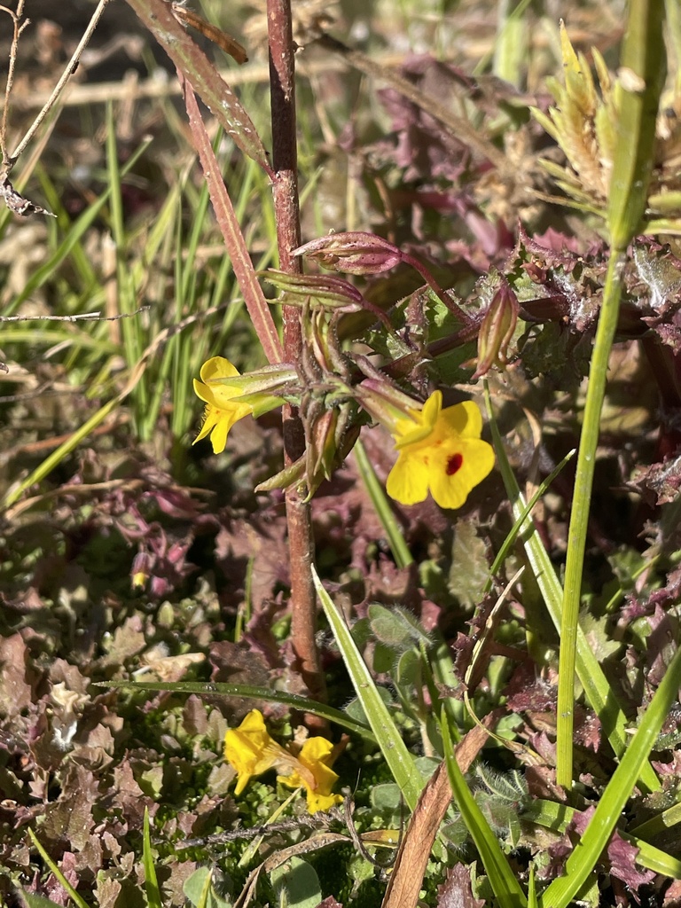 shy monkeyflower from Sierra National Forest, Auberry, CA, US on ...