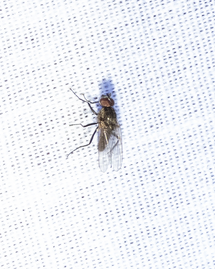Muscoid Flies from Williamson County, TX, USA on October 18, 2023 at 09 ...