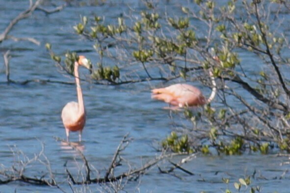American Flamingo from Monroe County, FL, USA on October 28, 2023 at 10 ...
