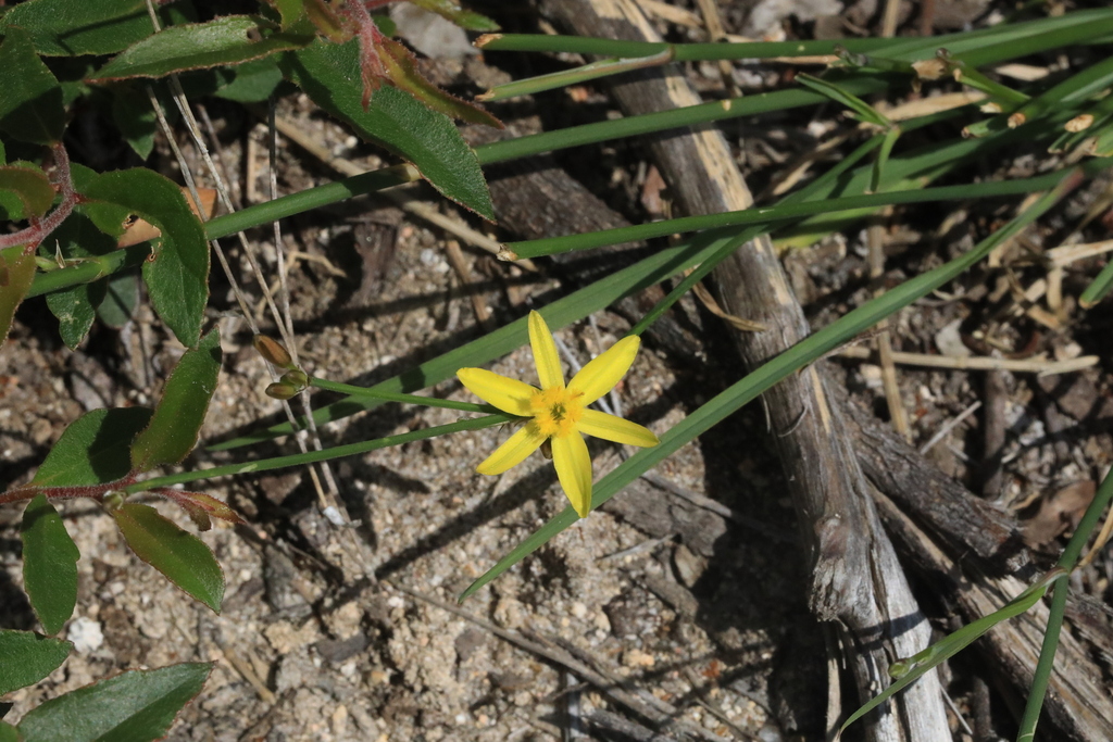 yellow rush-lily from Shoal Bay NSW 2315, Australia on October 4, 2023 ...