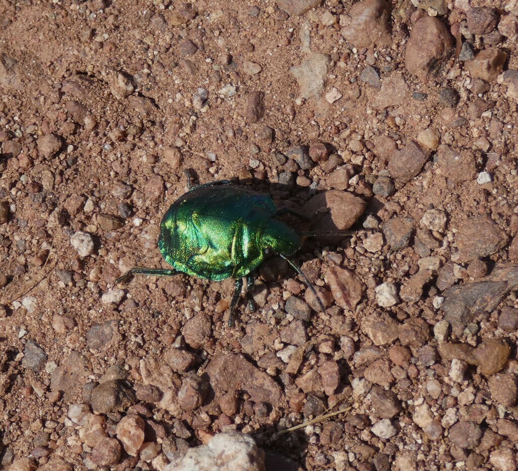 True Bugs from Guanajuato, Mexico on October 14, 2023 at 12:25 PM by ...