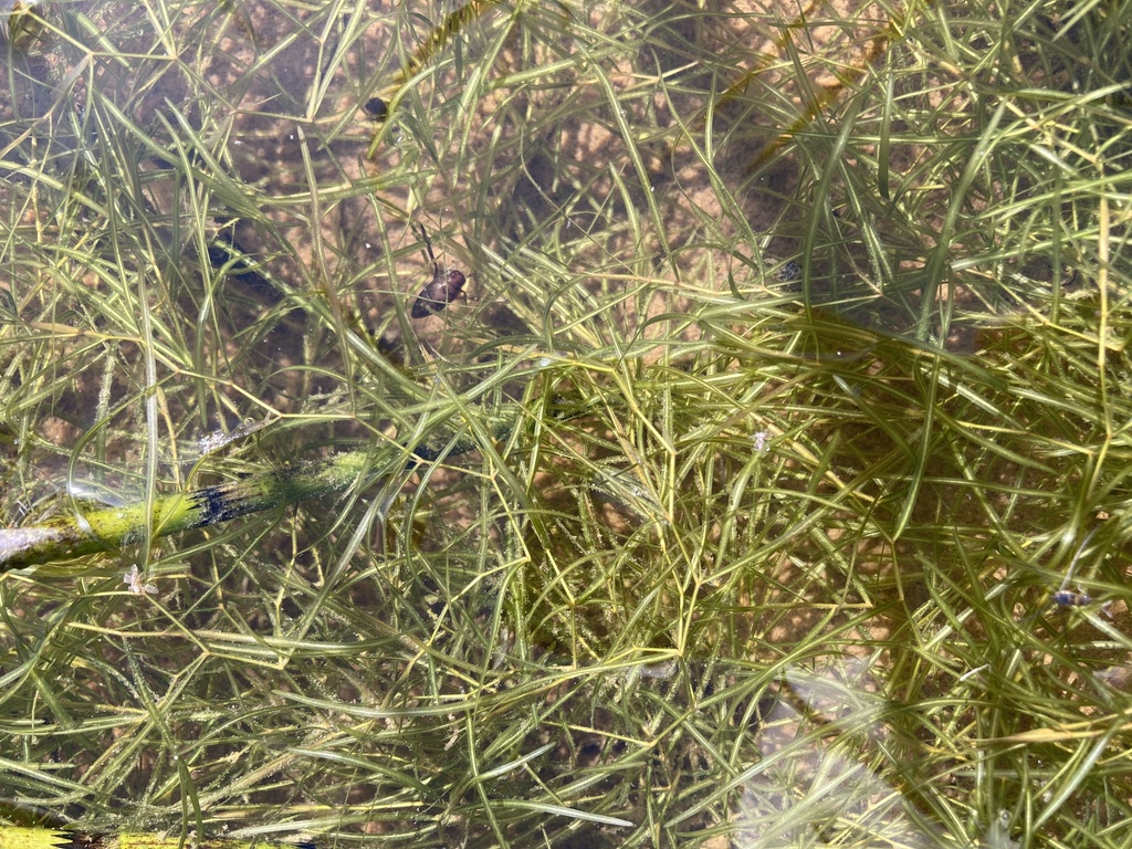 Small Pondweed from Stevens Canyon entrance, Mount Rainier National ...