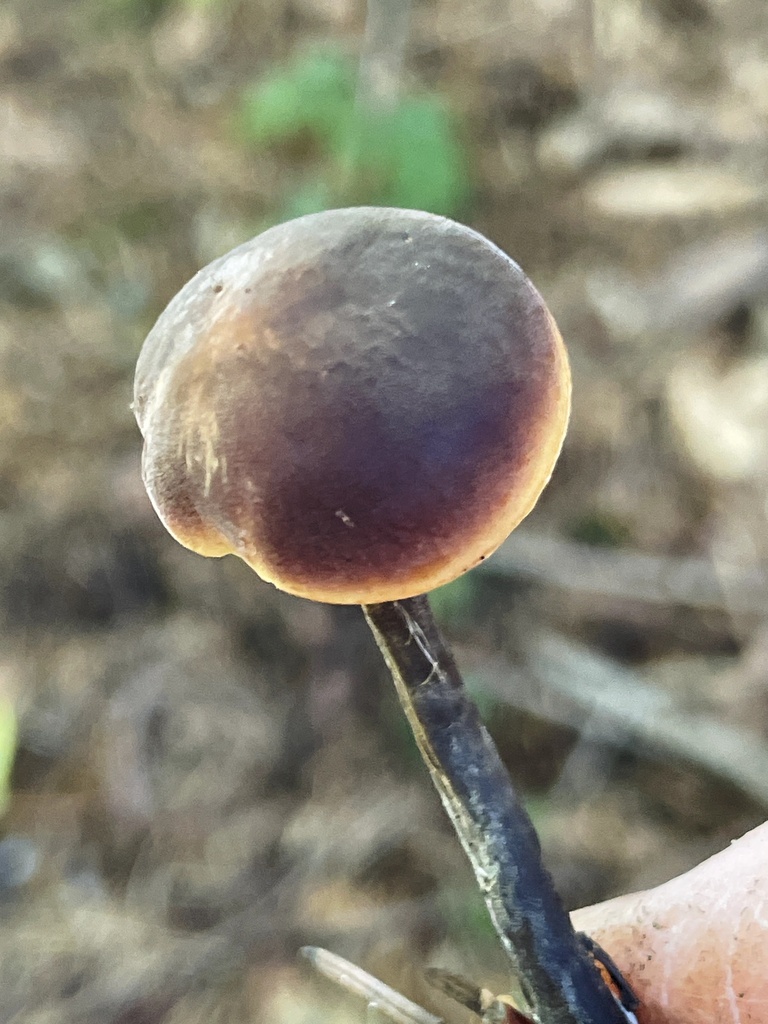 Cucumber Cap from SE Eastgate Way, Bellevue, WA, US on October 30, 2023 ...
