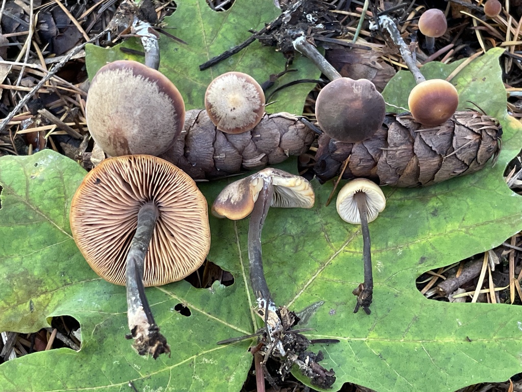 Cucumber Cap from SE Eastgate Way, Bellevue, WA, US on October 30, 2023 ...