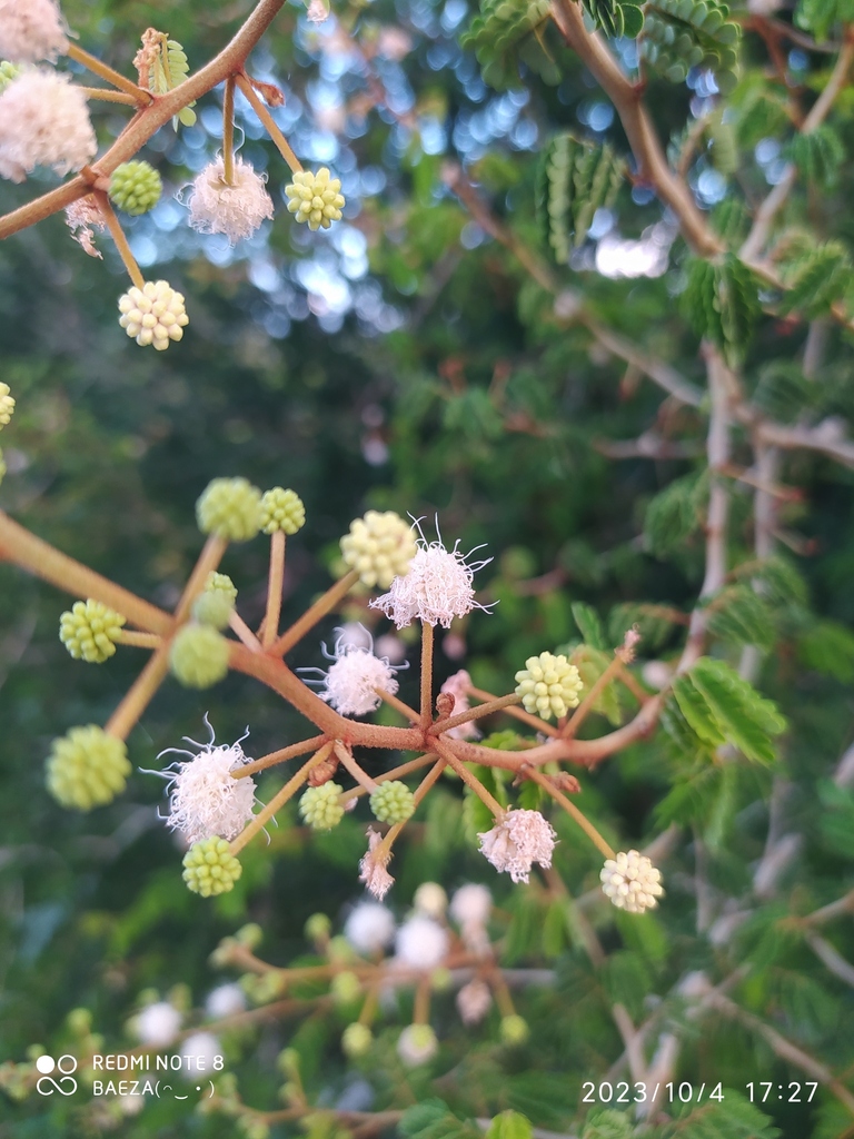 sensitive plants from Campeche, Camp., México on October 4, 2023 at 05: ...