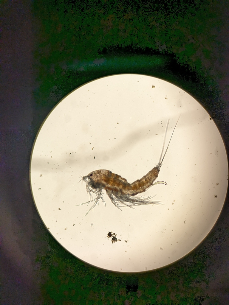 Canthocamptus from Terrestrial and Aquatic Ecology Research Facility ...