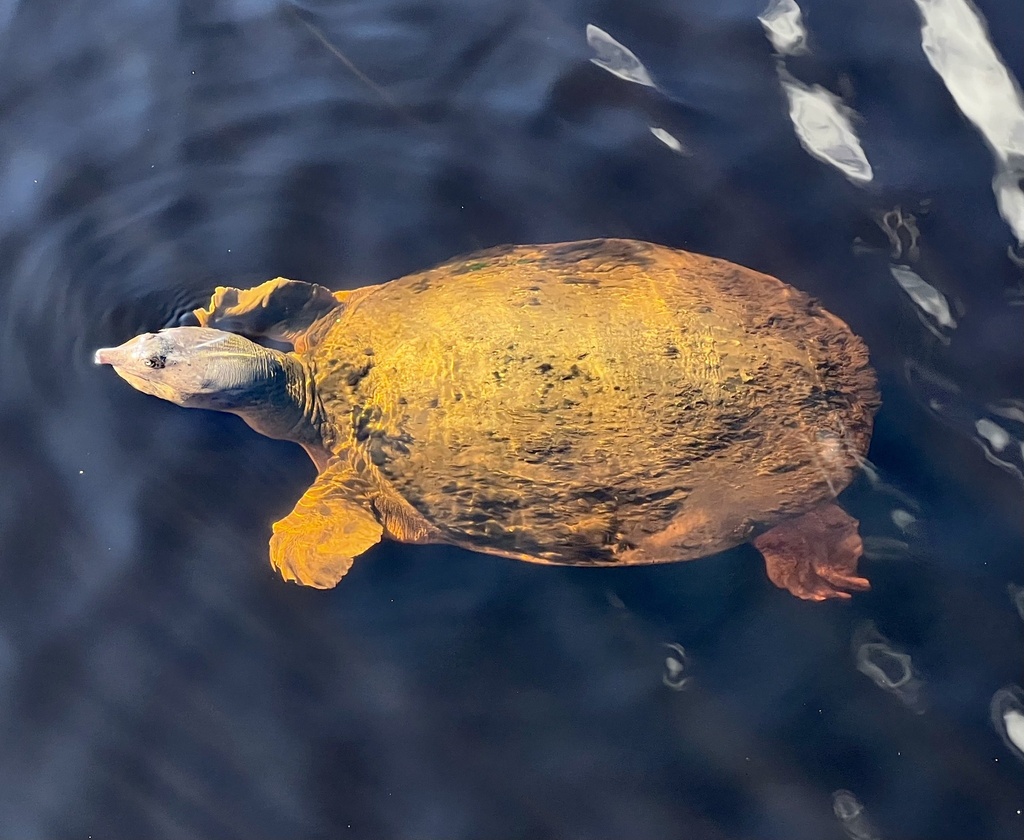 Florida Softshell Turtle from Old Bull Bay, Jacksonville, FL, US on ...