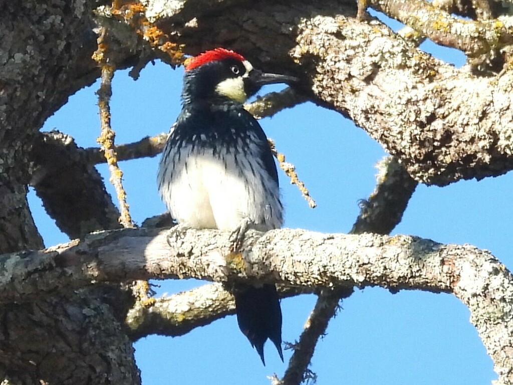 Acorn Woodpecker from Bahia Dr, Novato, CA 94945, USA on October 30 ...