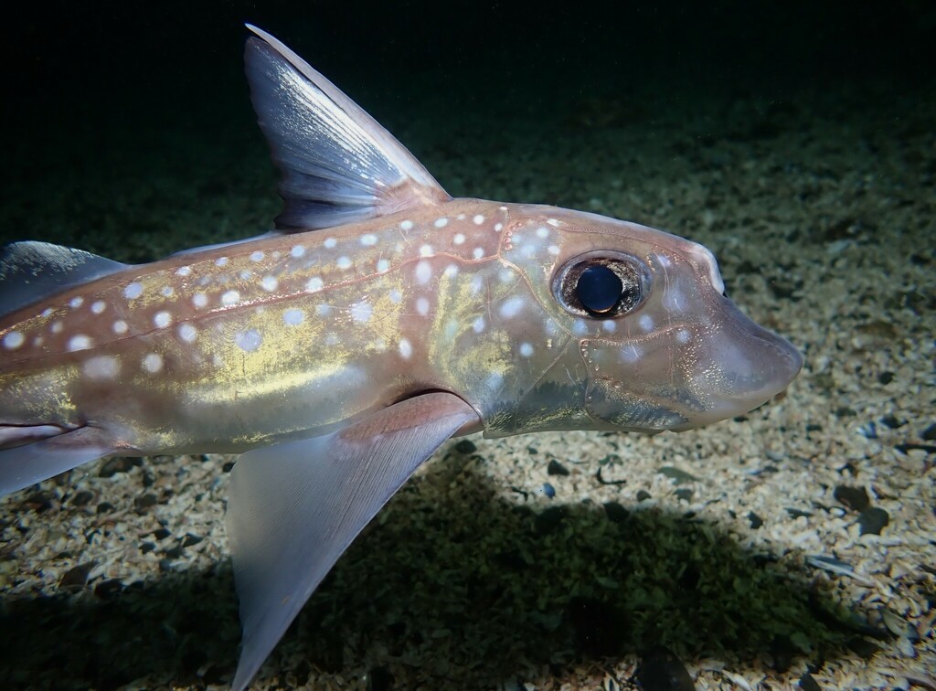 Spotted Ratfish from Mukilteo, WA, USA on October 18, 2023 at 04:08 PM ...