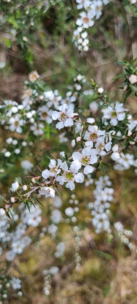 prickly tea-tree from Mount Martha VIC 3934, Australia on October 31 ...
