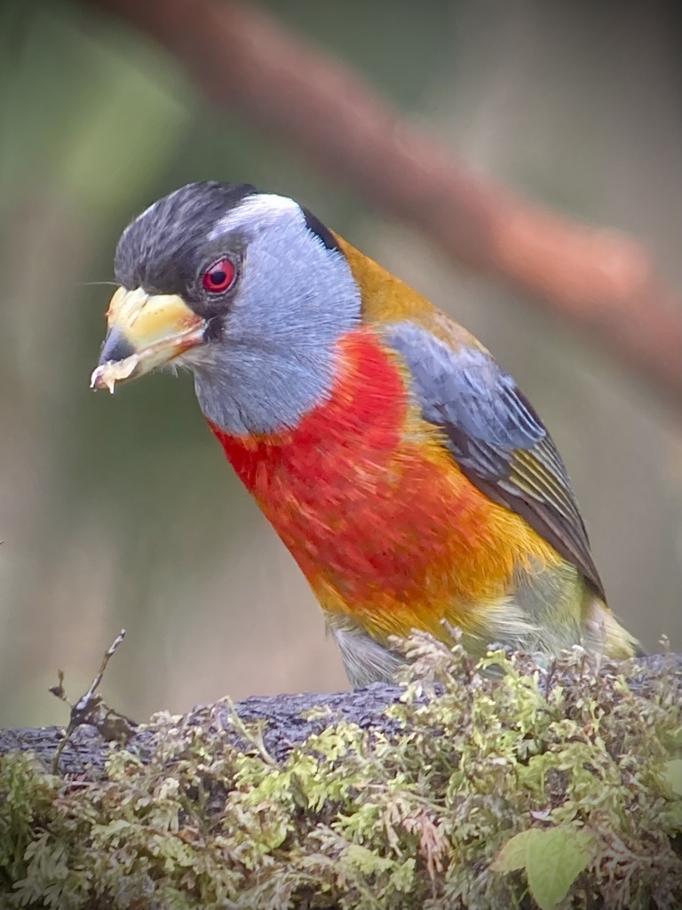 Toucan Barbet in October 2023 by Laura O'Connor · iNaturalist