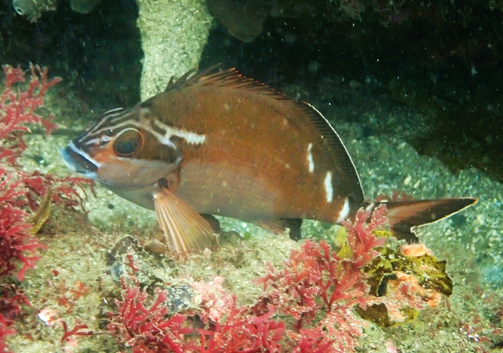 Red Morwong from Sydney NSW, Australia on September 26, 2023 at 11:30 ...