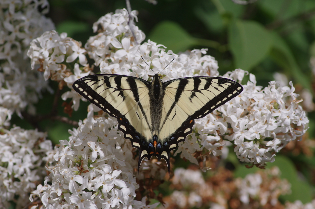 Canadian Tiger Swallowtail in May 2022 by Colleen Prieto. on lilacs ...