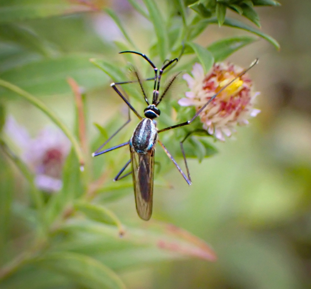 Elephant Mosquito from Shawnee, KS, USA on October 25, 2023 at 11:49 AM ...
