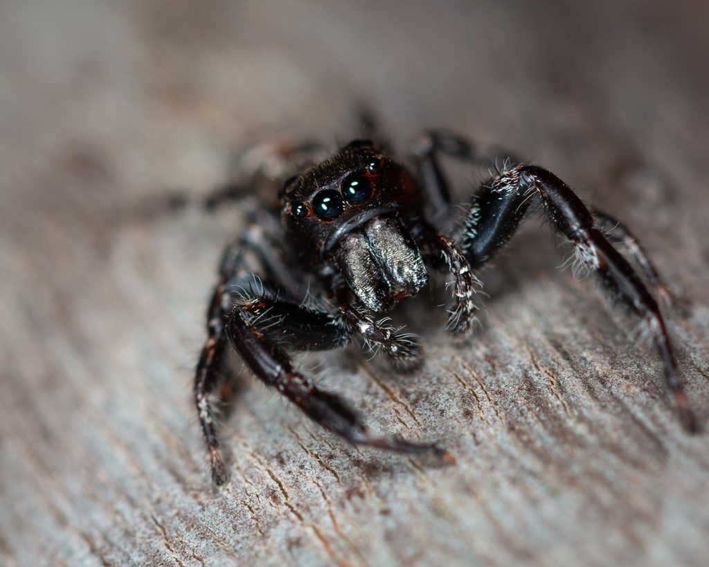 Superb Jumping Spider from Mallee NSW 2738, Australia on October 2 ...