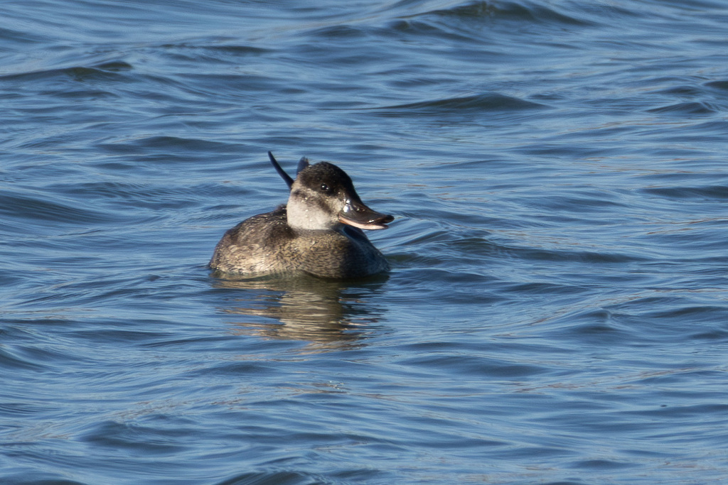Ruddy Duck from Denton, NE 68339, USA on October 30, 2023 at 04:42 PM ...