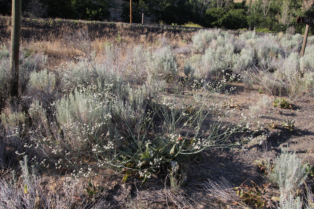 tall woolly wild buckwheat from Yakima County, WA, USA on July 14, 2018 ...