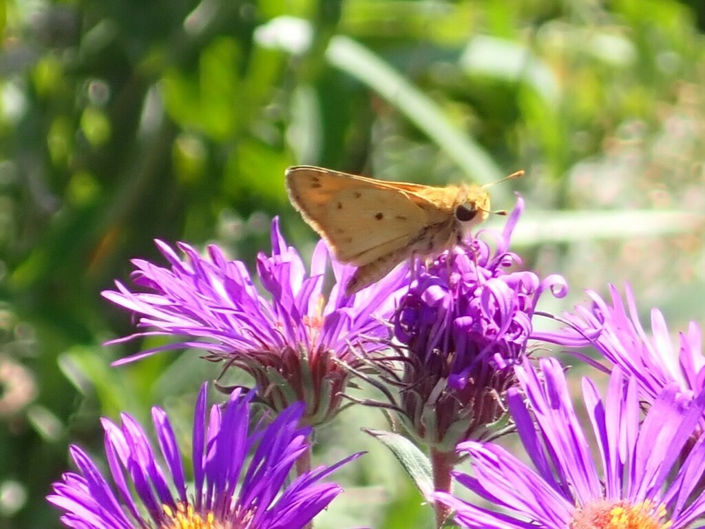 Fiery Skipper in September 2023 by Angus Mossman. At building lights ...