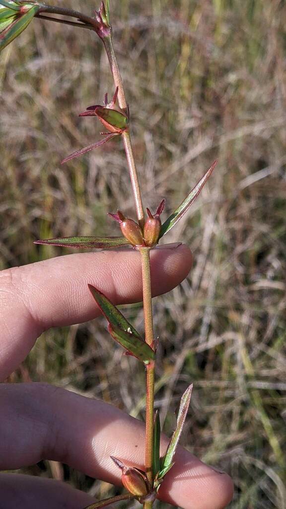 Harper's Buttonweed from Polk County, FL, USA on October 26, 2023 at 04 ...